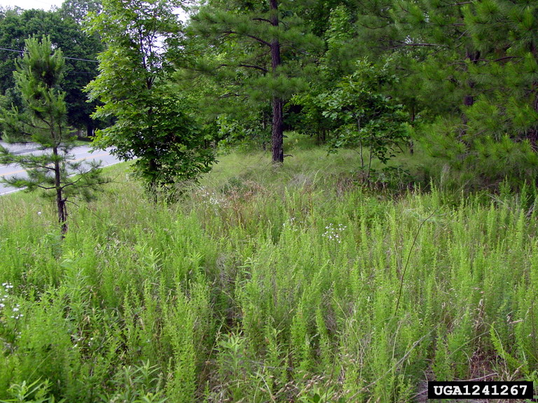 false poison sumac (Rhus michauxii Sarg.)