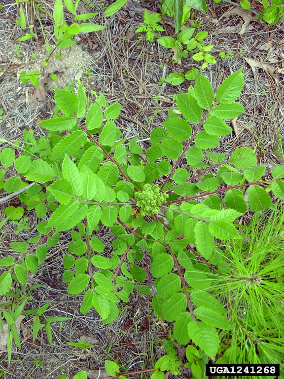 false poison sumac (Rhus michauxii)