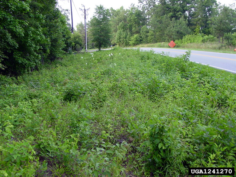 false poison sumac (Rhus michauxii)