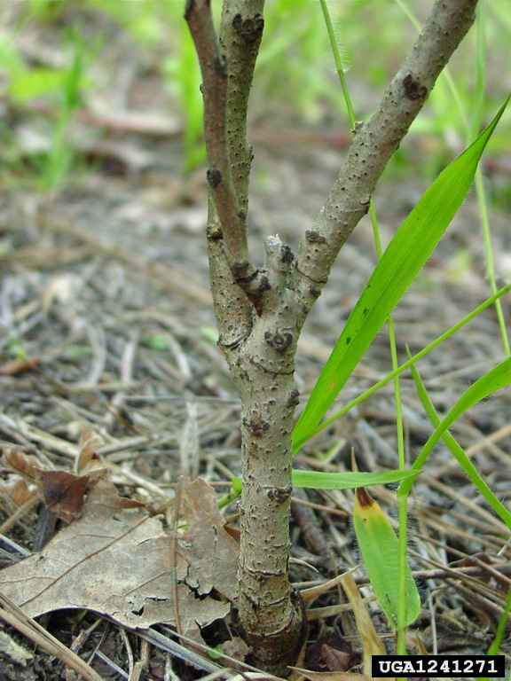 false poison sumac (Rhus michauxii Sarg.)
