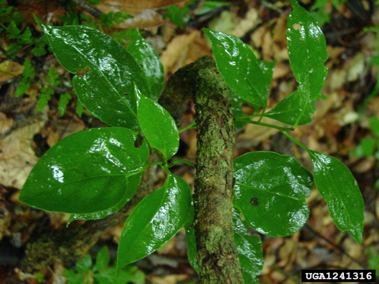 bay starvine (Schisandra glabra (Bickn.) Rehd.)