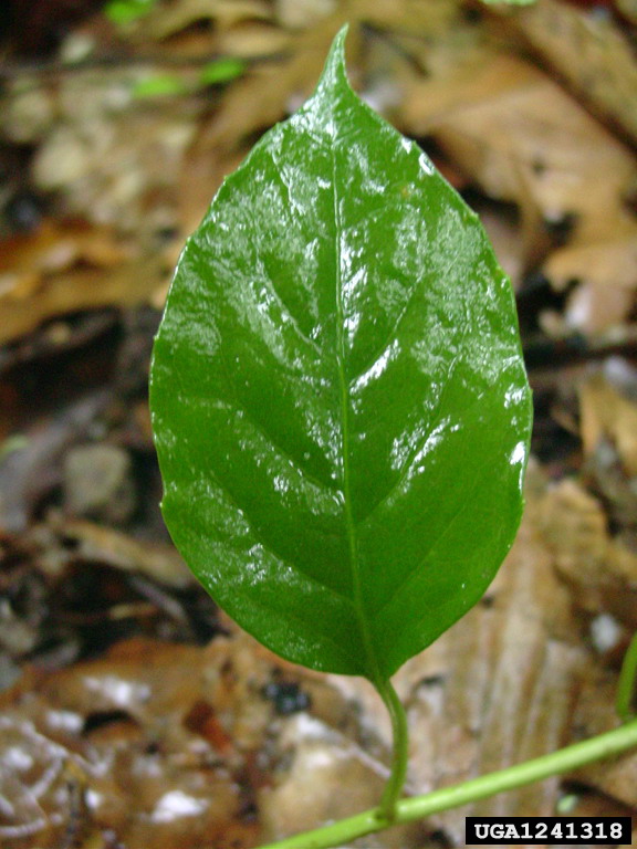 bay starvine (Schisandra glabra (Bickn.) Rehd.)