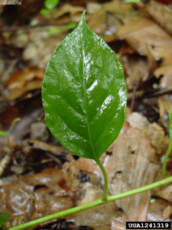 bay starvine (Schisandra glabra)
