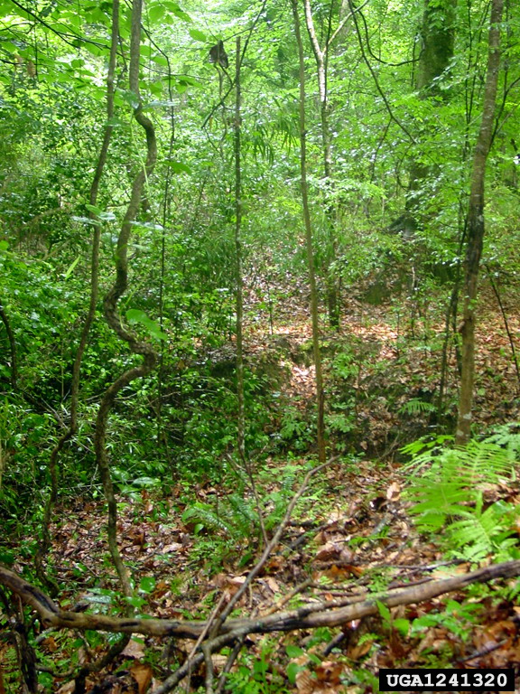 bay starvine (Schisandra glabra)