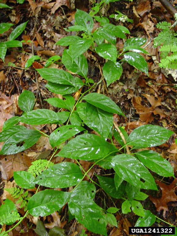 bay starvine (Schisandra glabra (Bickn.) Rehd.)