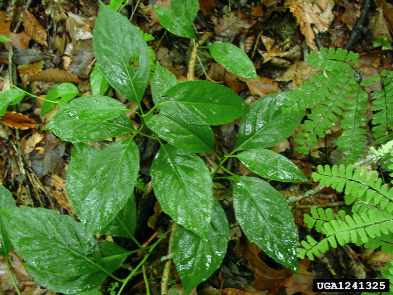 bay starvine (Schisandra glabra (Bickn.) Rehd.)
