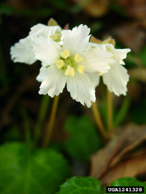 Oconee bells (Shortia galacifolia Torr. & A. Gray)