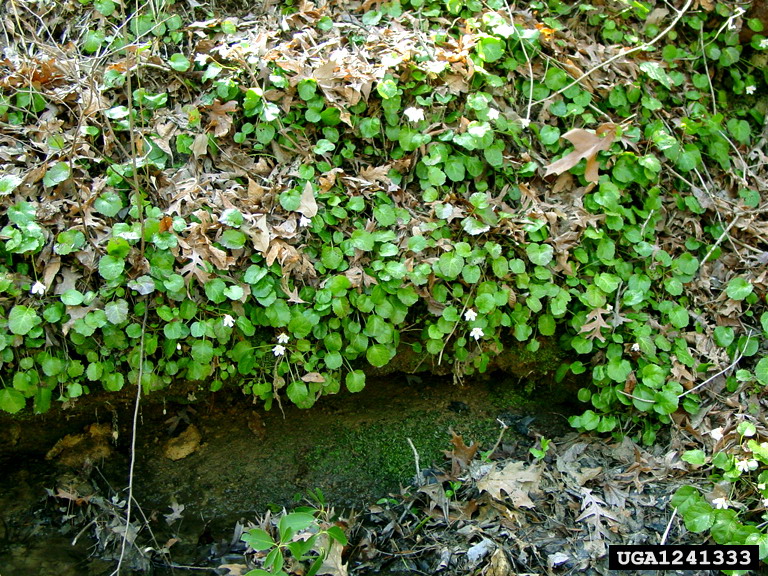 Oconee bells (Shortia galacifolia Torr. & A. Gray)