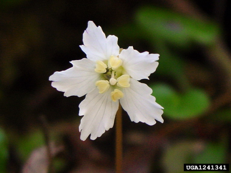 Oconee bells (Shortia galacifolia Torr. & A. Gray)