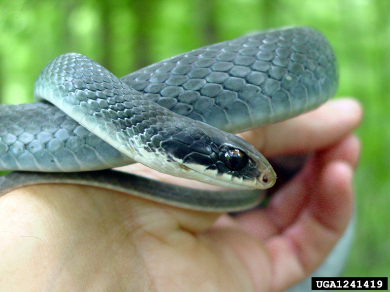 buttermilk racer (Coluber constrictor anthicus Cope, 1862)