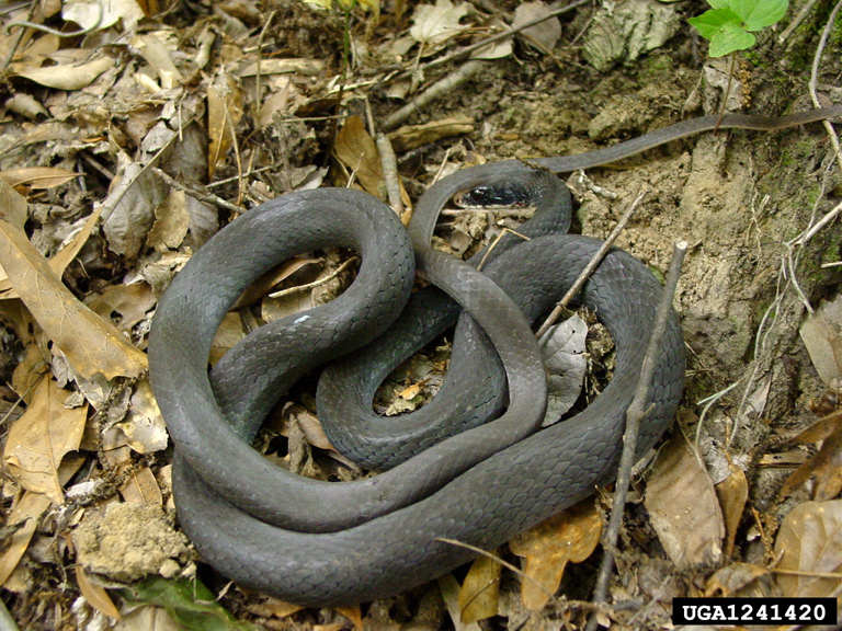 buttermilk racer (Coluber constrictor anthicus Cope, 1862)