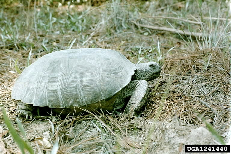 gopher tortoise (Gopherus polyphemus)