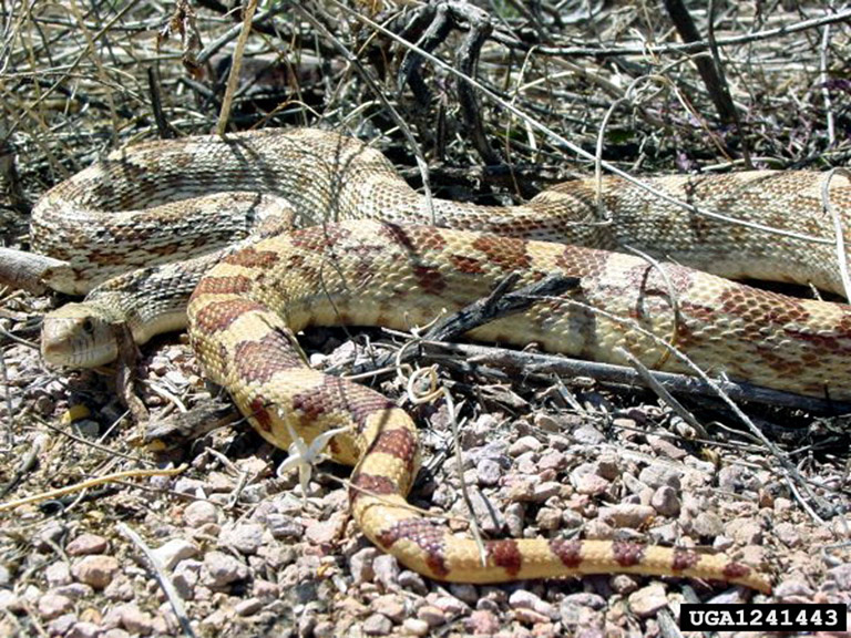 gopher snake (Pituophis catenifer Blainville, 1835)