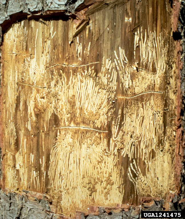 fir engraver (Scolytus ventralis ) on fir (Abies spp. ) - 1241475