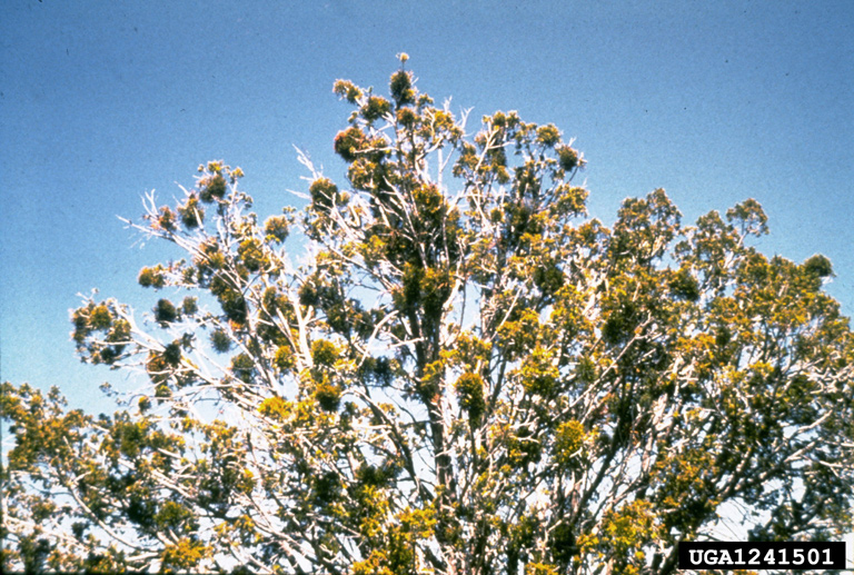 juniper mistletoe (Phoradendron juniperinum)
