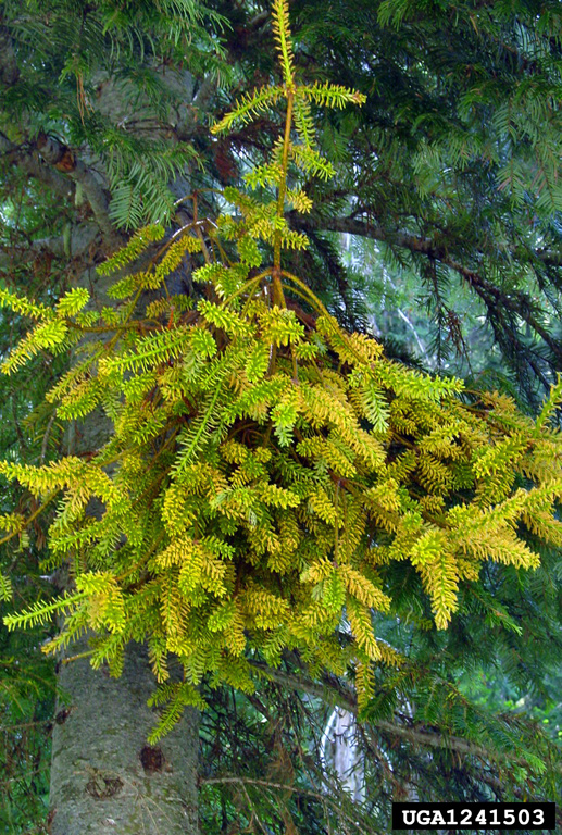 fir broom rust (Melampsorella caryophyllacearum)