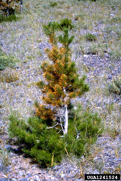 desication (wind burn)