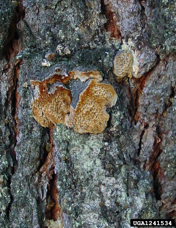 Phellinus pini (Thore) Fr. (Synonym for Porodaedalea pini (Brot.) Murrill)