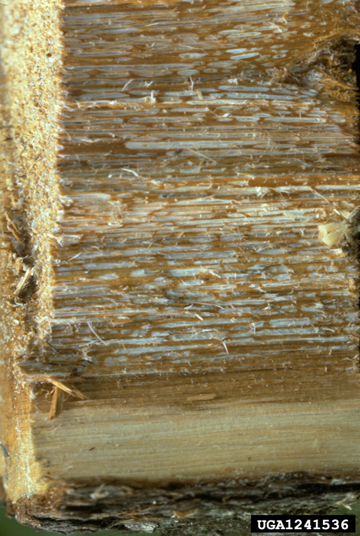 red heart of pine (Phellinus pini)