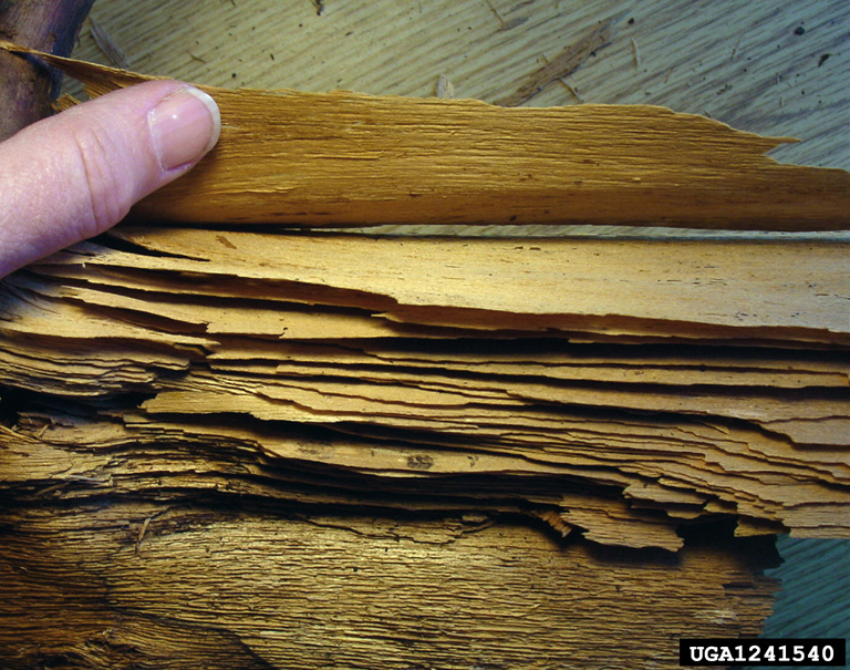 laminated root disease (Phellinus weirii (Murrill) R. L. Gibertson)