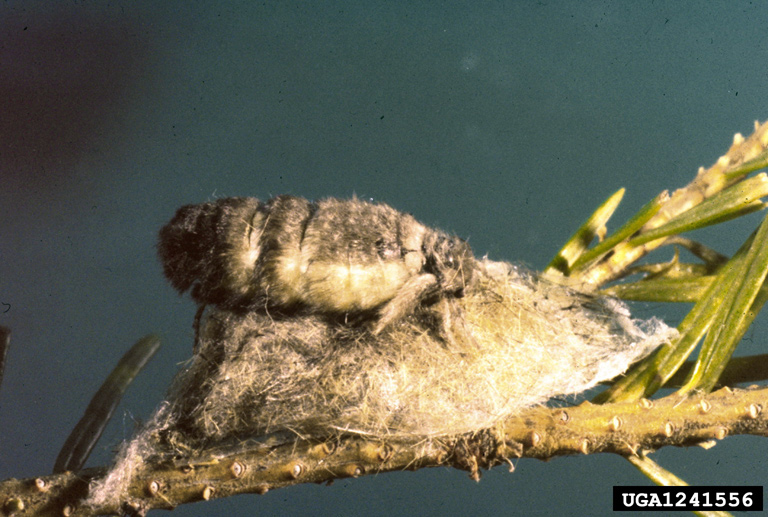 Douglas-fir tussock moth (Orgyia pseudotsugata (McDunnough))