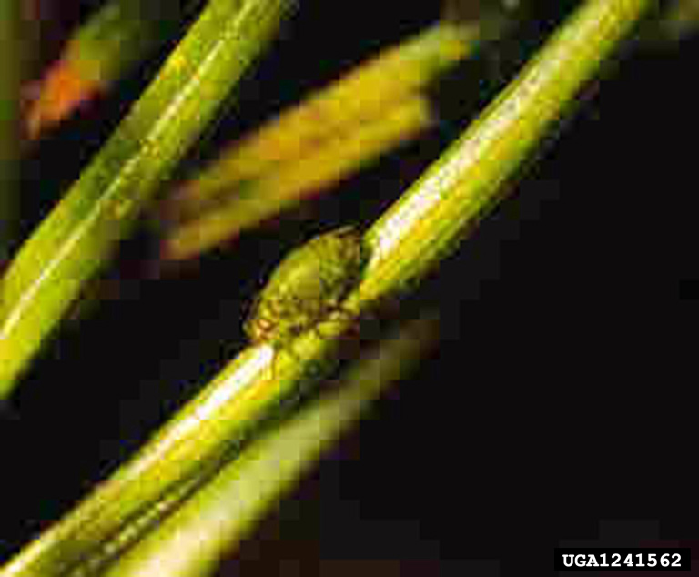 green spruce aphid (Elatobium abietinum (Walker, 1849))