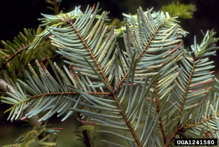 fir needle rusts (Genus Pucciniastrum G. Otth.)