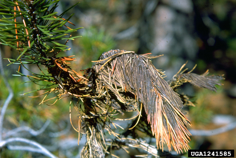 brown felt blight (Herpotrichia juniperi (Duby) Petr.)