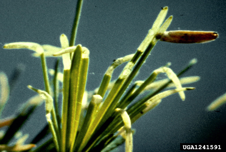 larch casebearer (Coleophora laricella (Hubner))