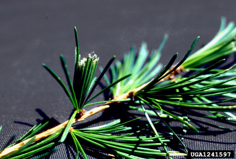 larch needleworm (Zeiraphera improbana)