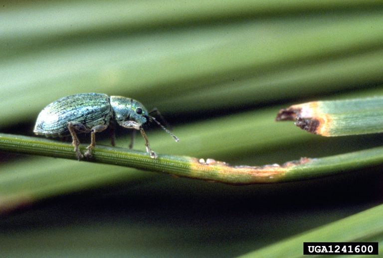 elegant weevil (Pachyrhinus elegans (Couper, 1865))