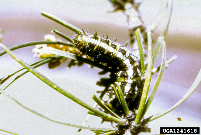 pandora moth (Coloradia pandora)