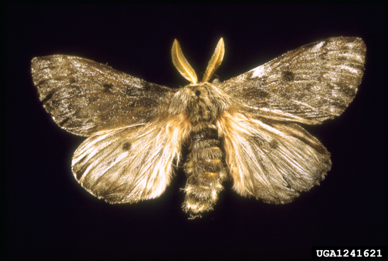 pandora moth (Coloradia pandora)