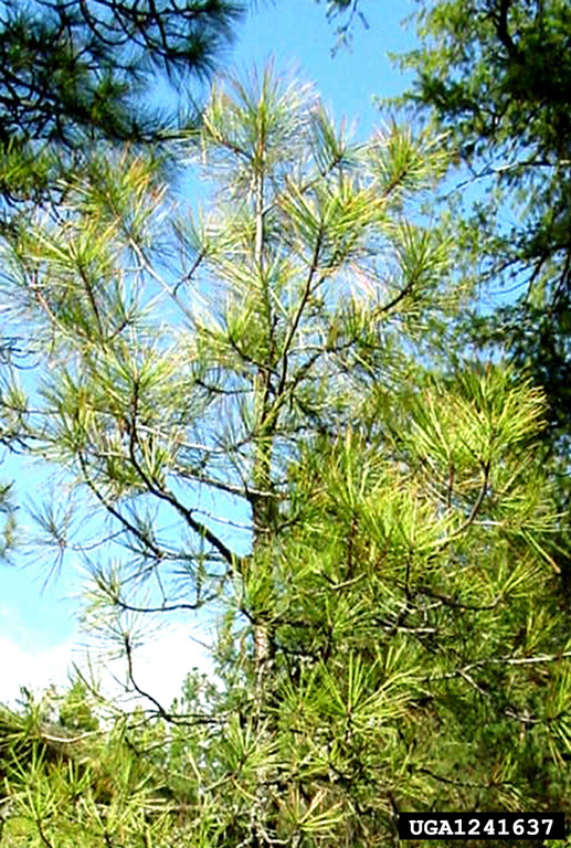 drought, (Abiotic: Other abiotic damage) - 1241637