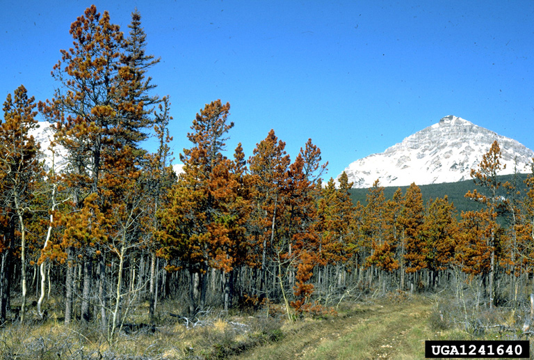 red belt abiotic damage