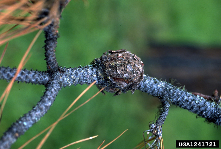 western gall rust (Endocronartium harknessii)