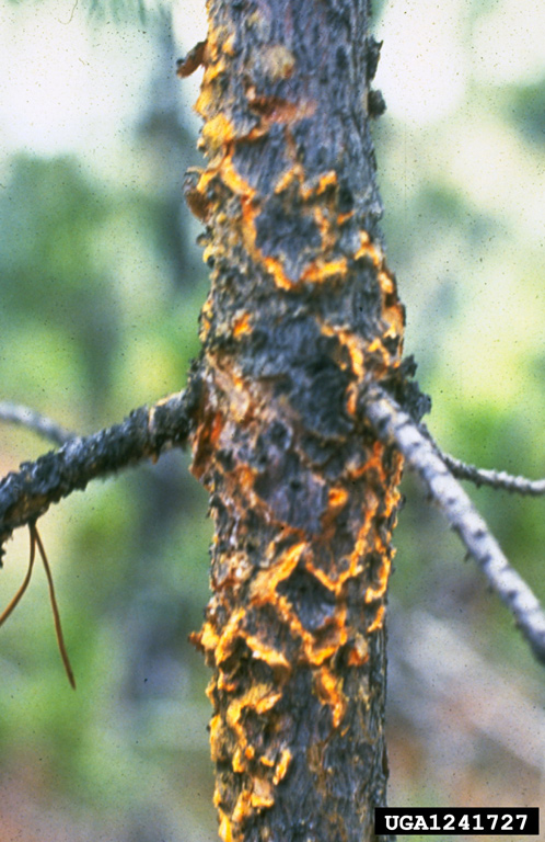comandra blister rust (Cronartium comandrae)