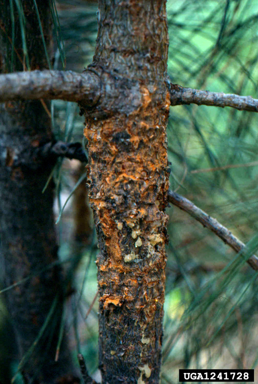 comandra blister rust (Cronartium comandrae Peck)