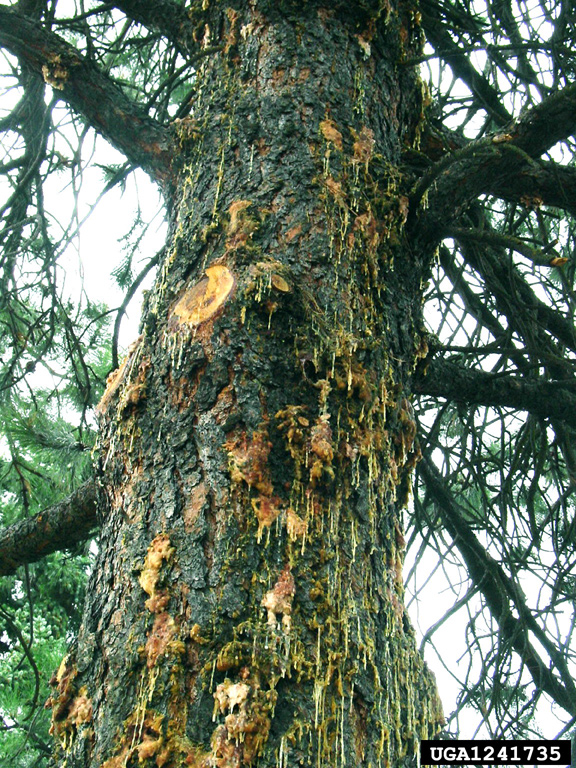 sequoia pitch moth (Synanthedon sequoiae (Henry Edwards))