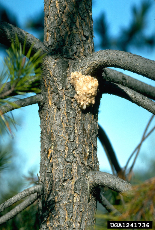 cone worms (Genus Dioryctria)