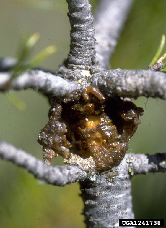 cone worms (Genus Dioryctria)