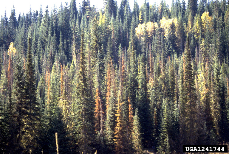 balsam woolly adelgid (Adelges piceae)