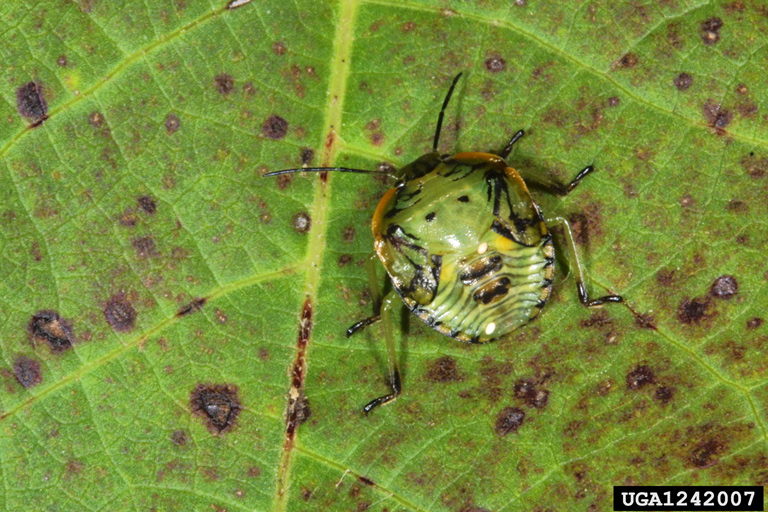 green stink bug (Chinavia hilaris (Say))