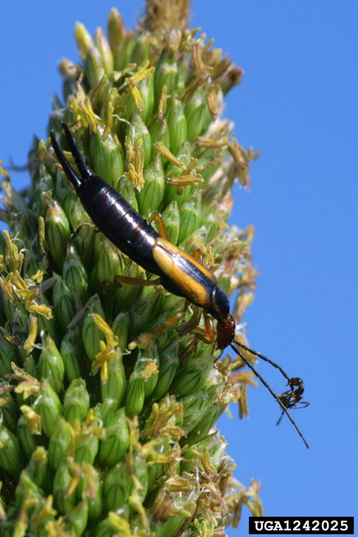 earwig (Order Dermaptera)