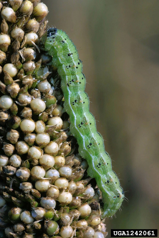 corn earworm, tomato fruitworm (Helicoverpa zea (Boddie))