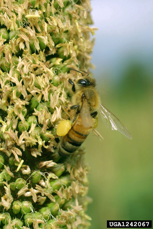 honey bee (Apis mellifera)