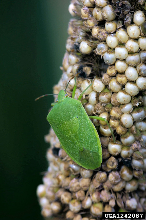 southern green stink bug (Nezara viridula (Linnaeus))