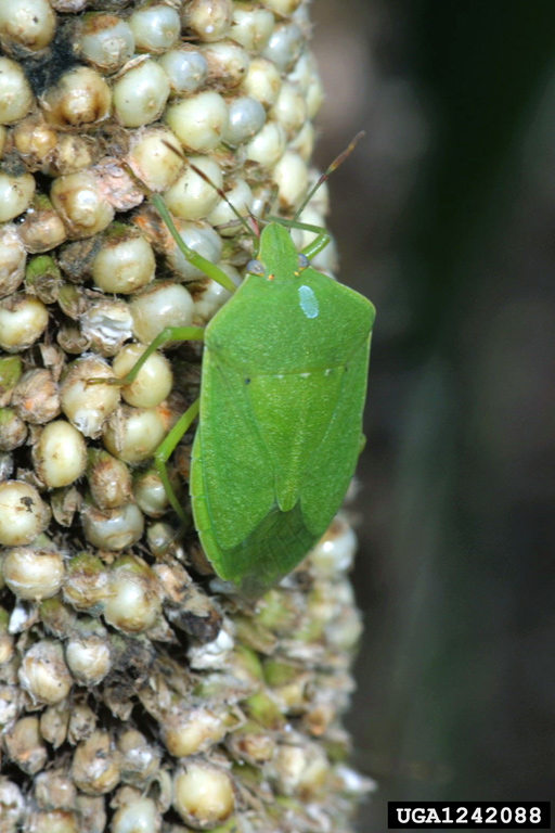 southern green stink bug (Nezara viridula)