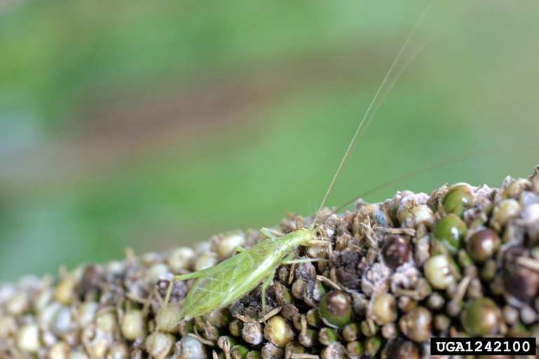 snowy tree cricket (Oecanthus fultoni Walker, 1962)