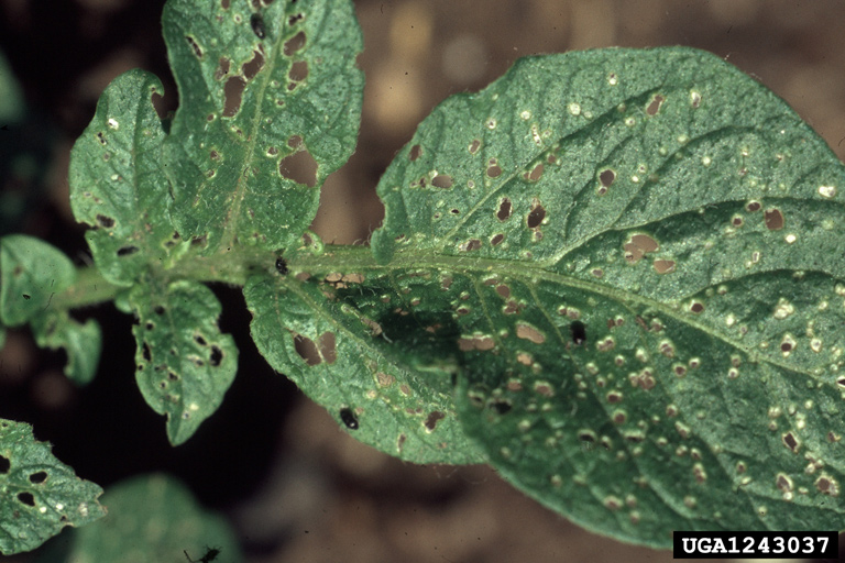 potato flea beetle (Epitrix cucumeris)